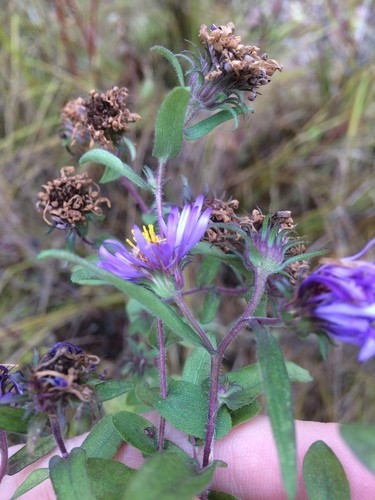 New england aster (Symphyotrichum novae-angliae) Flower, Leaf, Care, Uses - PictureThis