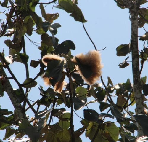 West indian balsa (Ochroma pyramidale) Flower, Leaf, Care, Uses ...