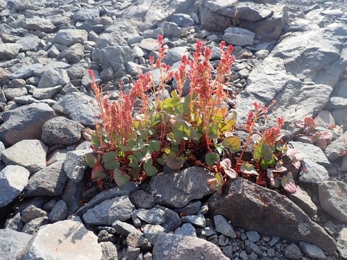 Acedera de montaña (Oxyria digyna) - PictureThis