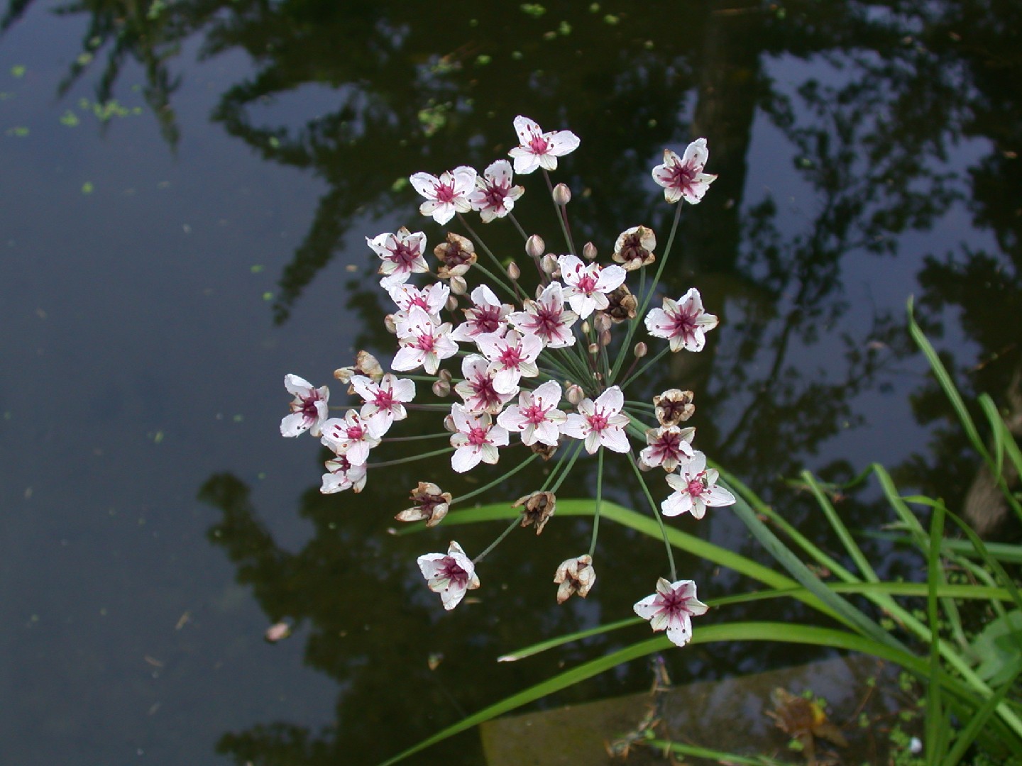 Flowering rush (Butomaceae) Flower, Leaf, Care, Uses - PictureThis