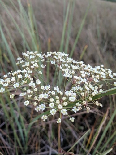 Water cowbane (Tiedemannia filiformis) Flower, Leaf, Care, Uses ...