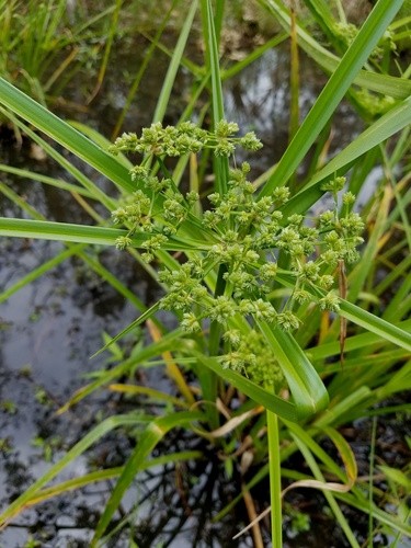 Green flatsedge (Cyperus virens) Flower, Leaf, Care, Uses - PictureThis