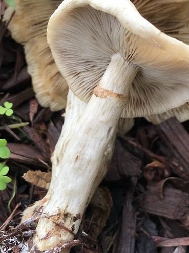 Spring fieldcap (Agrocybe praecox) Flower, Leaf, Care, Uses - PictureThis