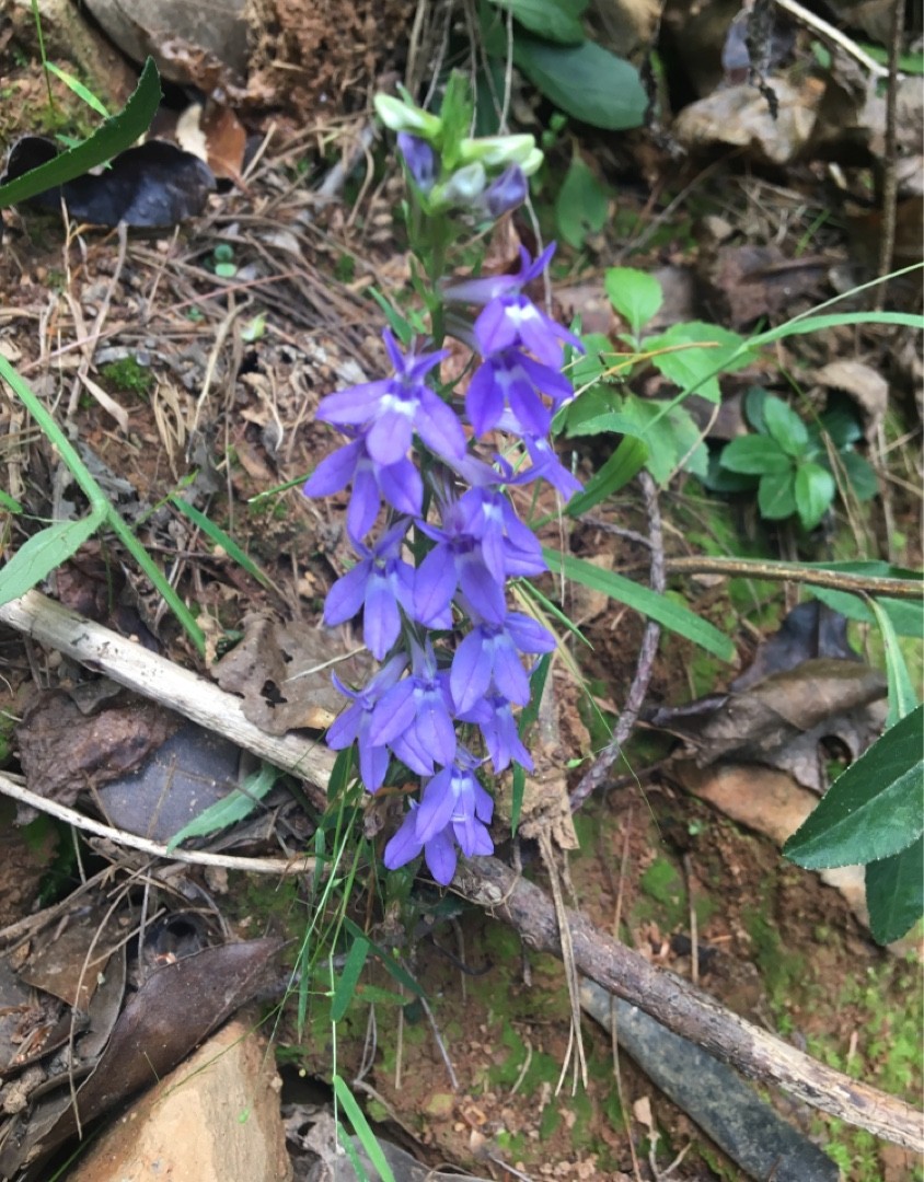 Lobelia puberula - PictureThis