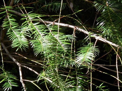 Torreya de California (Torreya californica) - PictureThis