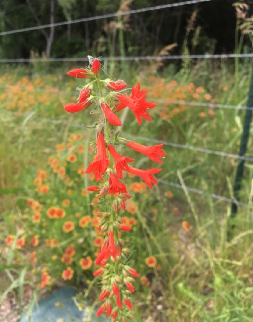 Ipomopsis rubra - PictureThis