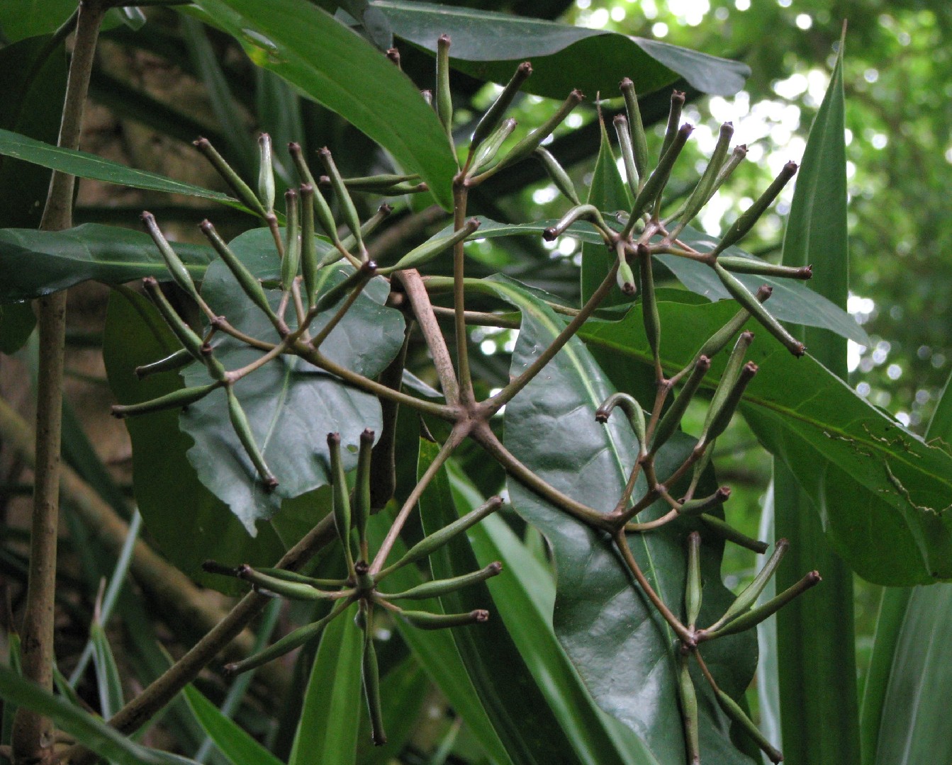 How to Plant and Grow Birdlime tree(Pisonia umbellifera)