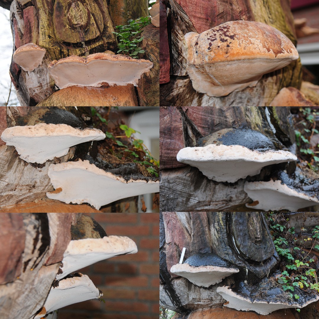 Artist's bracket and allies Care (Watering, Fertilize, Pruning ...