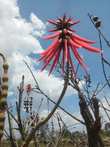 Colorín (Erythrina americana) - PictureThis