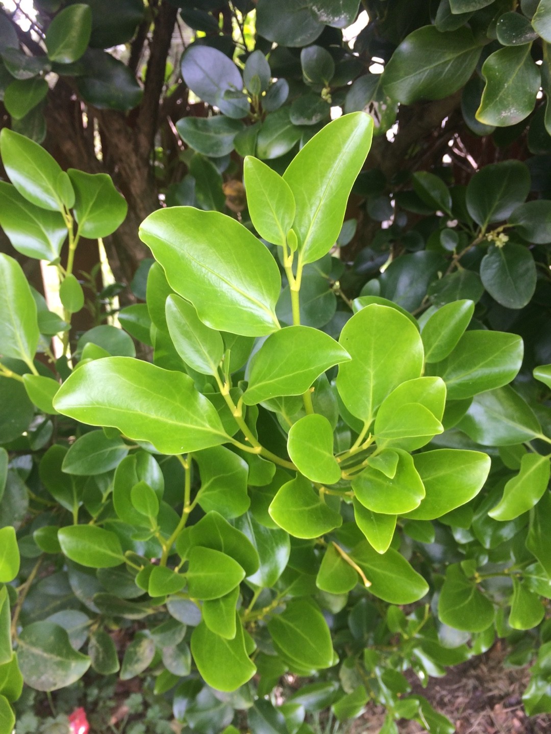 New Zealand broadleaf Care (Watering, Fertilize, Pruning, Propagation ...