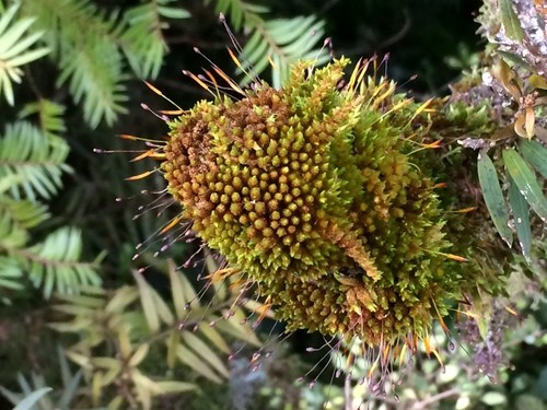 Macromitrium moss Care (Watering, Fertilize, Pruning, Propagation ...