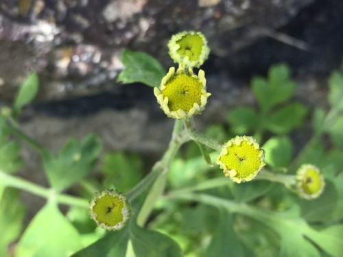 Altamisa (Tanacetum parthenium) - PictureThis