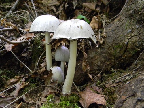 Coprinopsis Care (Watering, Fertilize, Pruning, Propagation) - PictureThis