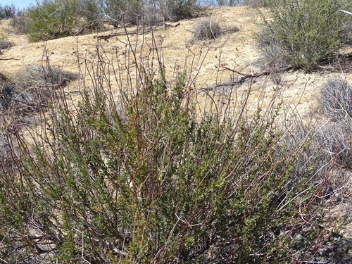 Alforfón de California (Eriogonum fasciculatum) - PictureThis