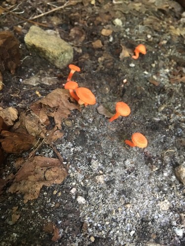 Chanterelle (Cantharellaceae) Flower, Leaf, Care, Uses - PictureThis