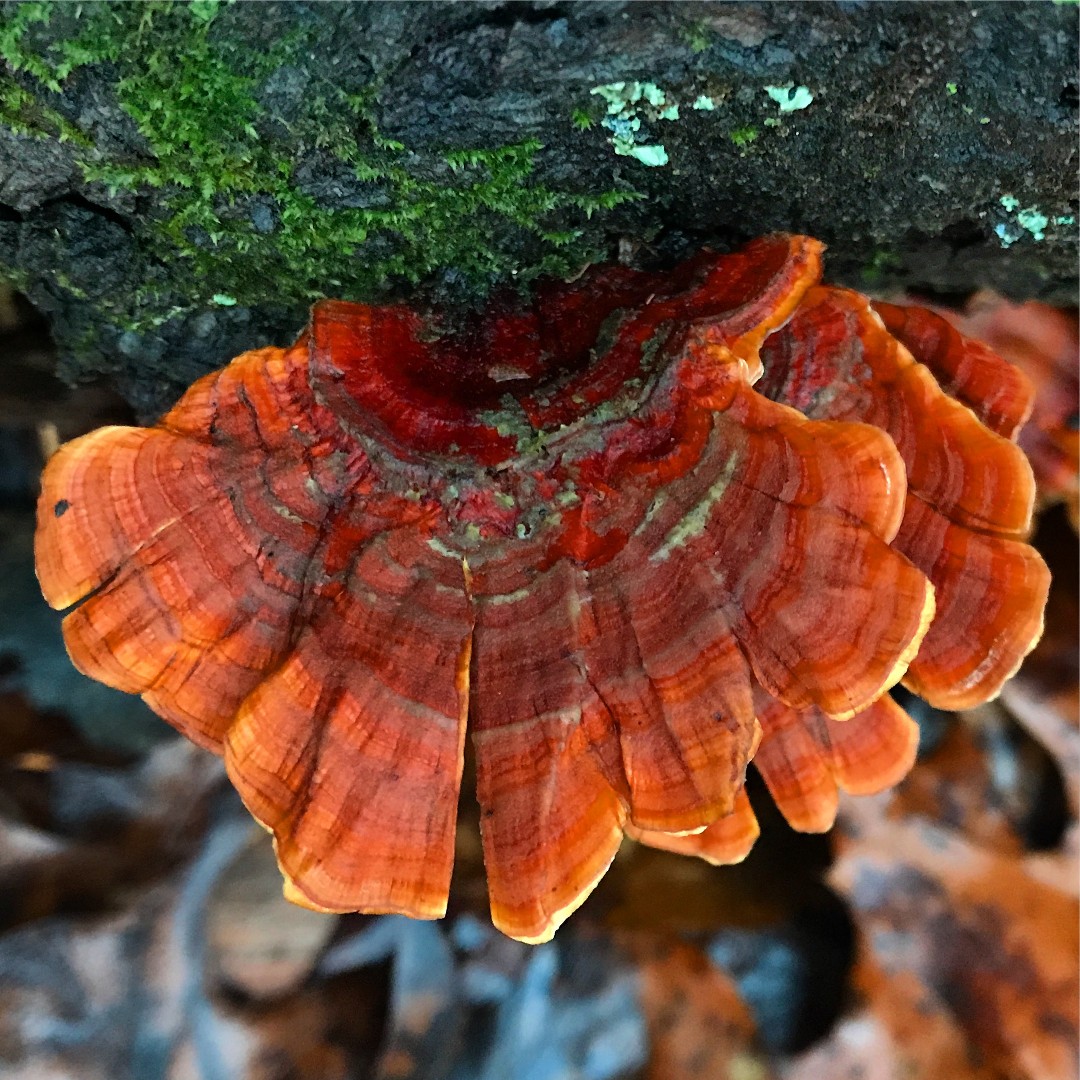 Leaf fungus Care (Watering, Fertilize, Pruning, Propagation) - PictureThis