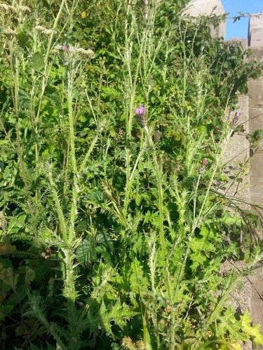 Italian thistle (Carduus pycnocephalus) Flower, Leaf, Care, Uses ...