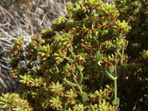 July gold Care (Watering, Fertilize, Pruning, Propagation) - PictureThis