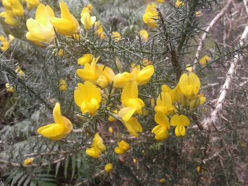 Tojo (Ulex europaeus) - PictureThis
