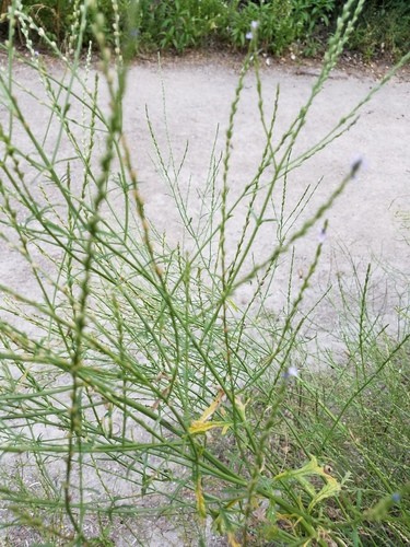Texas vervain (Verbena halei) Flower, Leaf, Care, Uses - PictureThis