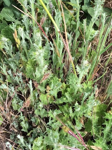 Italian thistle (Carduus pycnocephalus) Flower, Leaf, Care, Uses ...