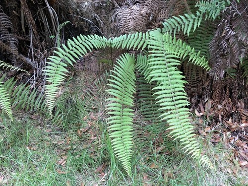 Forked ferns (Gleicheniaceae) Flower, Leaf, Care, Uses - PictureThis