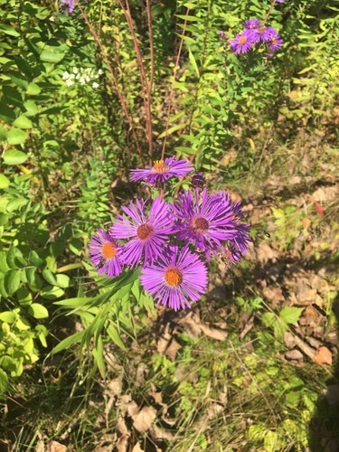 La Primavera En Los Hogares De Nueva Inglaterra Lucía Lijtmaer: