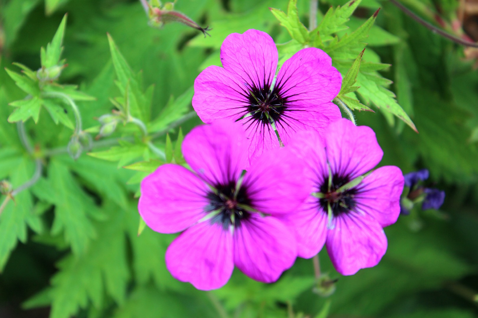 Geranium ocellatum - PictureThis