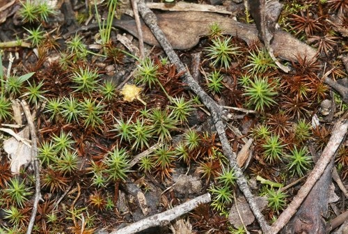 Musgo (Polytrichum juniperinum) - PictureThis