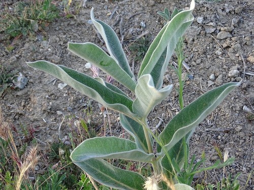 Kotolo milkweed (Asclepias eriocarpa) Flower, Leaf, Care, Uses ...