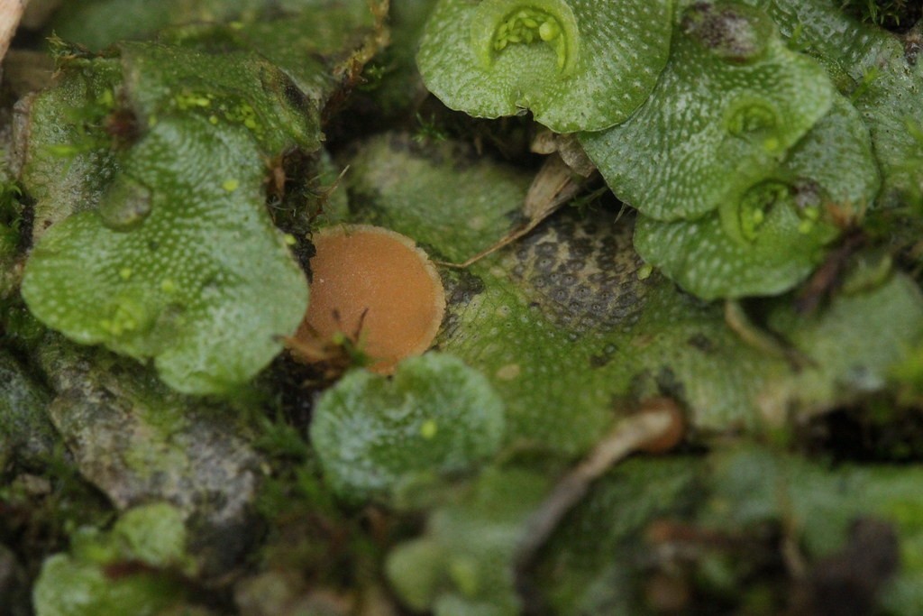 Lunularia Care (Watering, Fertilize, Pruning, Propagation) - PictureThis