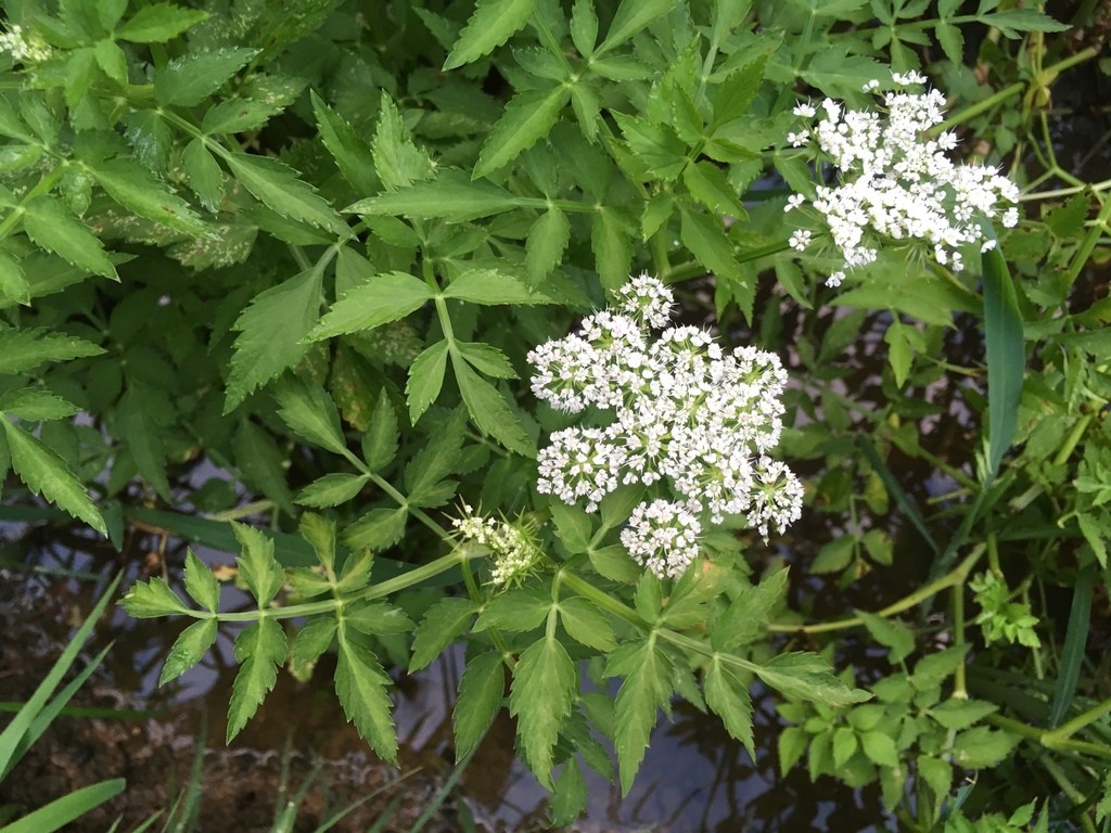 Flores De Cicuta De Agua 60 Cicuta Virosa Stock Photos, High Res