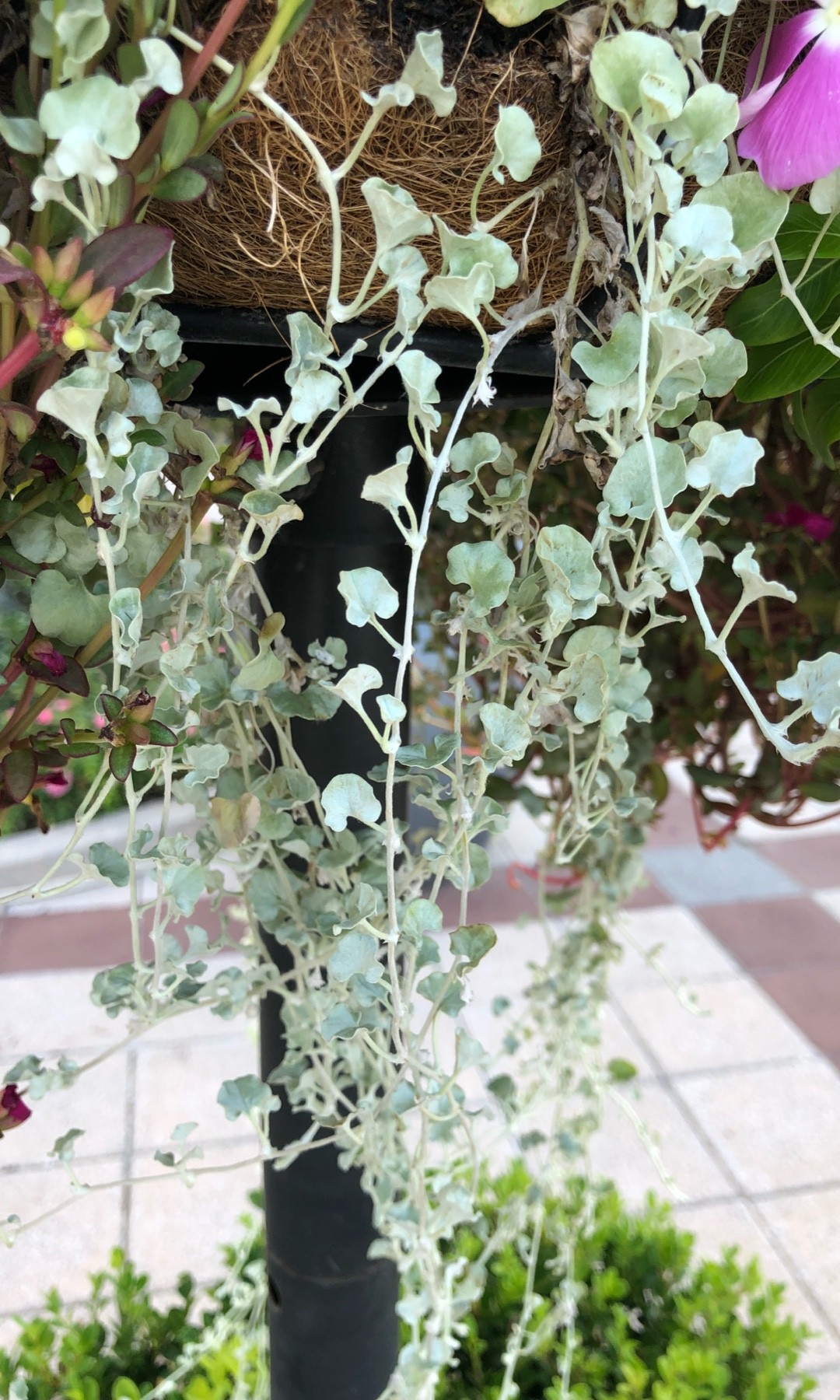 Oreja de ratón (Dichondra argentea) - PictureThis