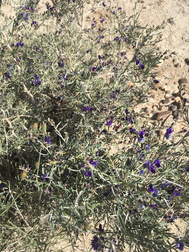 Indigo bush (Psorothamnus) Flower, Leaf, Care, Uses - PictureThis