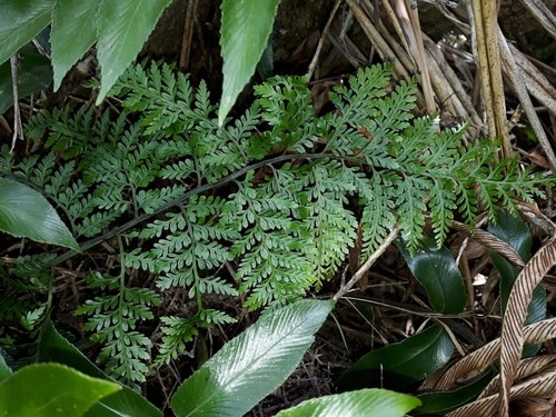 Asplenium bulbiferum subsp. gracillimum Flower, Leaf, Care, Uses ...