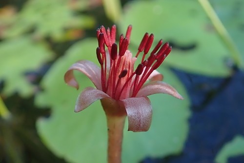 Water-shields (Cabombaceae) Flower, Leaf, Care, Uses - PictureThis