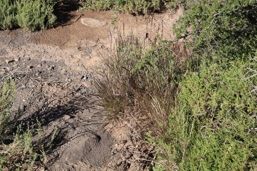 Sixweeks three-awn (Aristida adscensionis) Flower, Leaf, Care, Uses ...