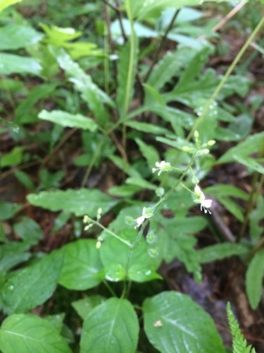 Eastern Enchanter's Nightshade (Circaea canadensis) Flower, Leaf, Care ...