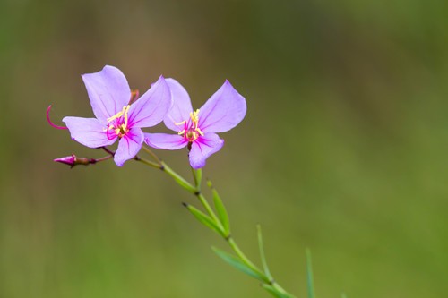 Rhexia alifanus - PictureThis