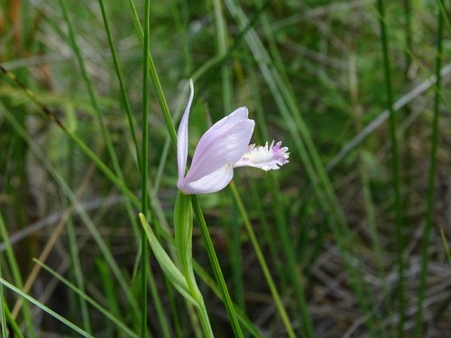 Pogonia ophioglossoides - PictureThis