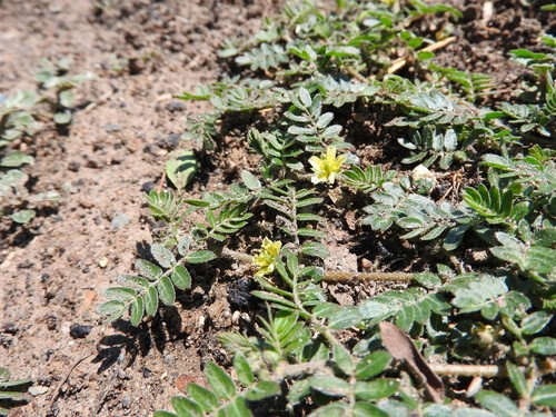 Creosote-bush (Zygophyllaceae) Flower, Leaf, Care, Uses - PictureThis
