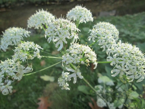 Cow parsnip Care (Watering, Fertilize, Pruning, Propagation) - PictureThis