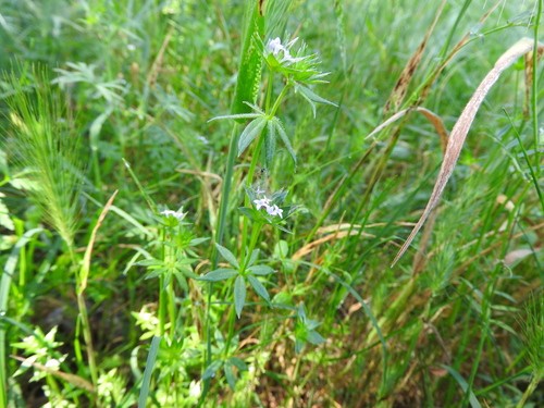 Blue field-madder (Sherardia arvensis) Flower, Leaf, Care, Uses ...