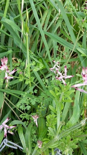 Common ramping-fumitory (Fumaria muralis) Flower, Leaf, Care, Uses ...