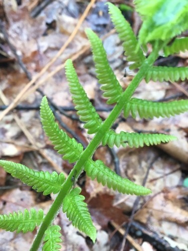 How to Plant and Grow Cinnamon fern(Osmundastrum cinnamomeum)