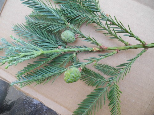 Sekwoja wieczniezielona (Sequoia sempervirens) - PictureThis