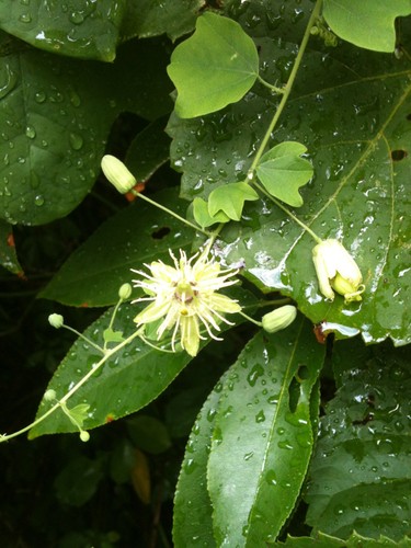 Yellow passionflower (Passiflora lutea) Flower, Leaf, Care, Uses ...