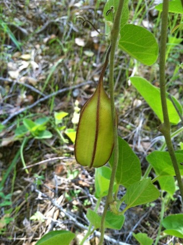 California pipevine (Aristolochia californica) Flower, Leaf, Care, Uses ...