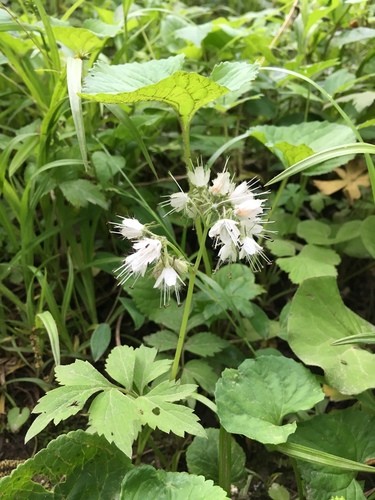 Waterleaf (Hydrophyllaceae) Flower, Leaf, Care, Uses - PictureThis