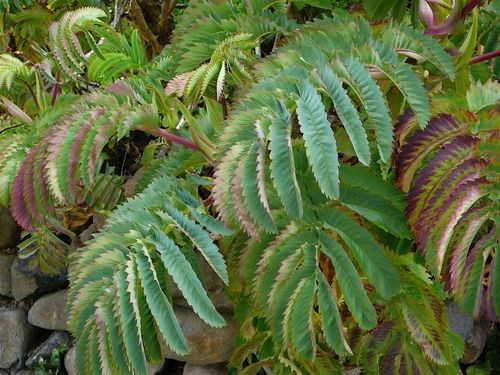 Melianthus (Melianthaceae) Flower, Leaf, Care, Uses - PictureThis